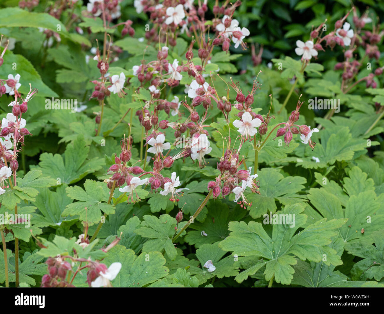 Pink and white geranium hi-res stock photography and images - Alamy