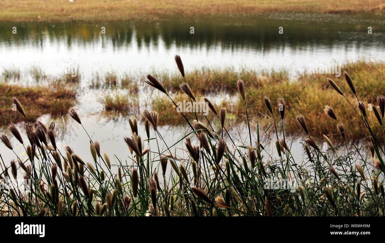 Reeds by the river Stock Photo - Alamy