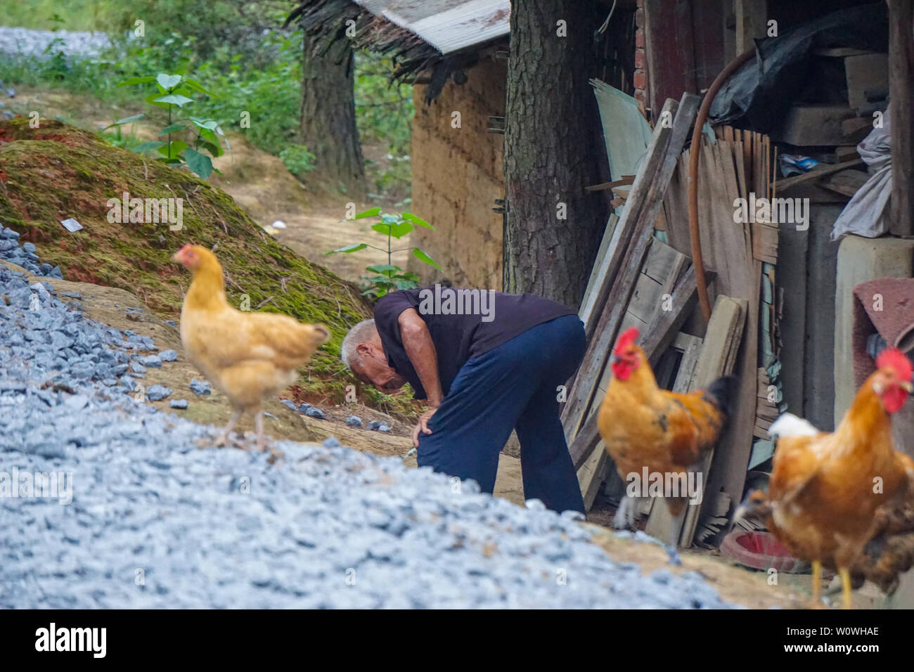 Chicken old man Stock Photo - Alamy