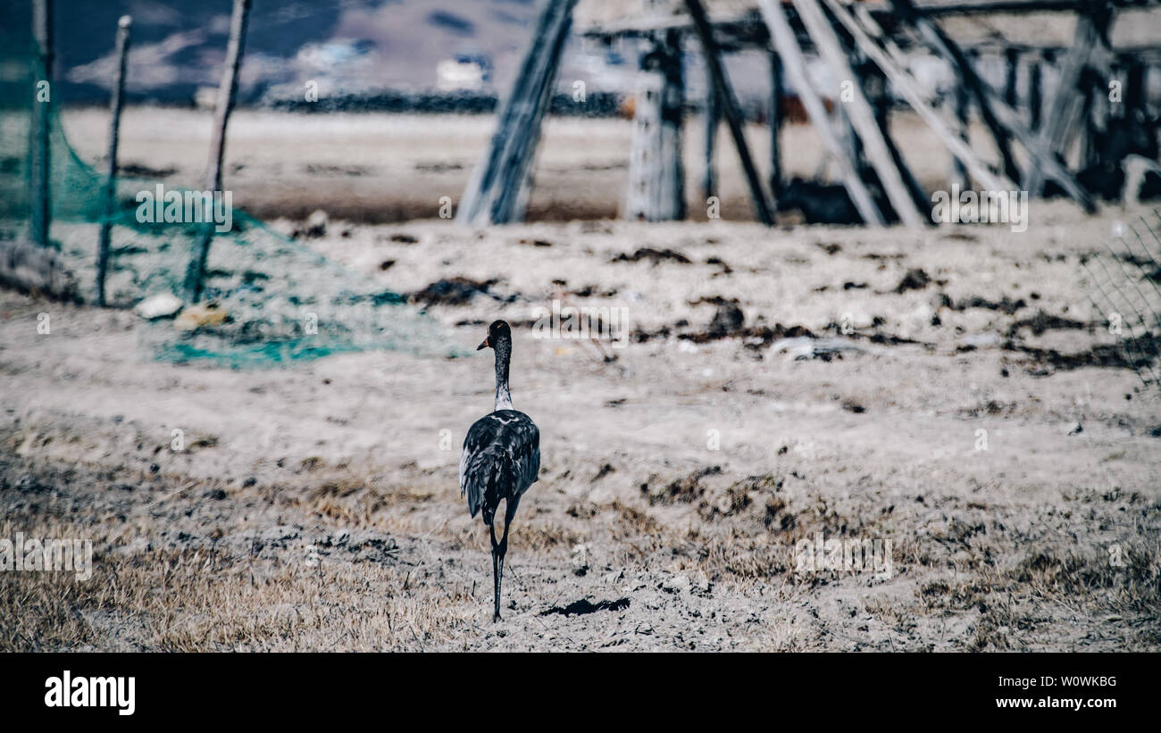 black - necked crane Stock Photo - Alamy