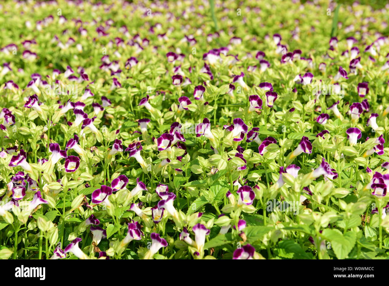 Blue pig's ear floral Stock Photo - Alamy