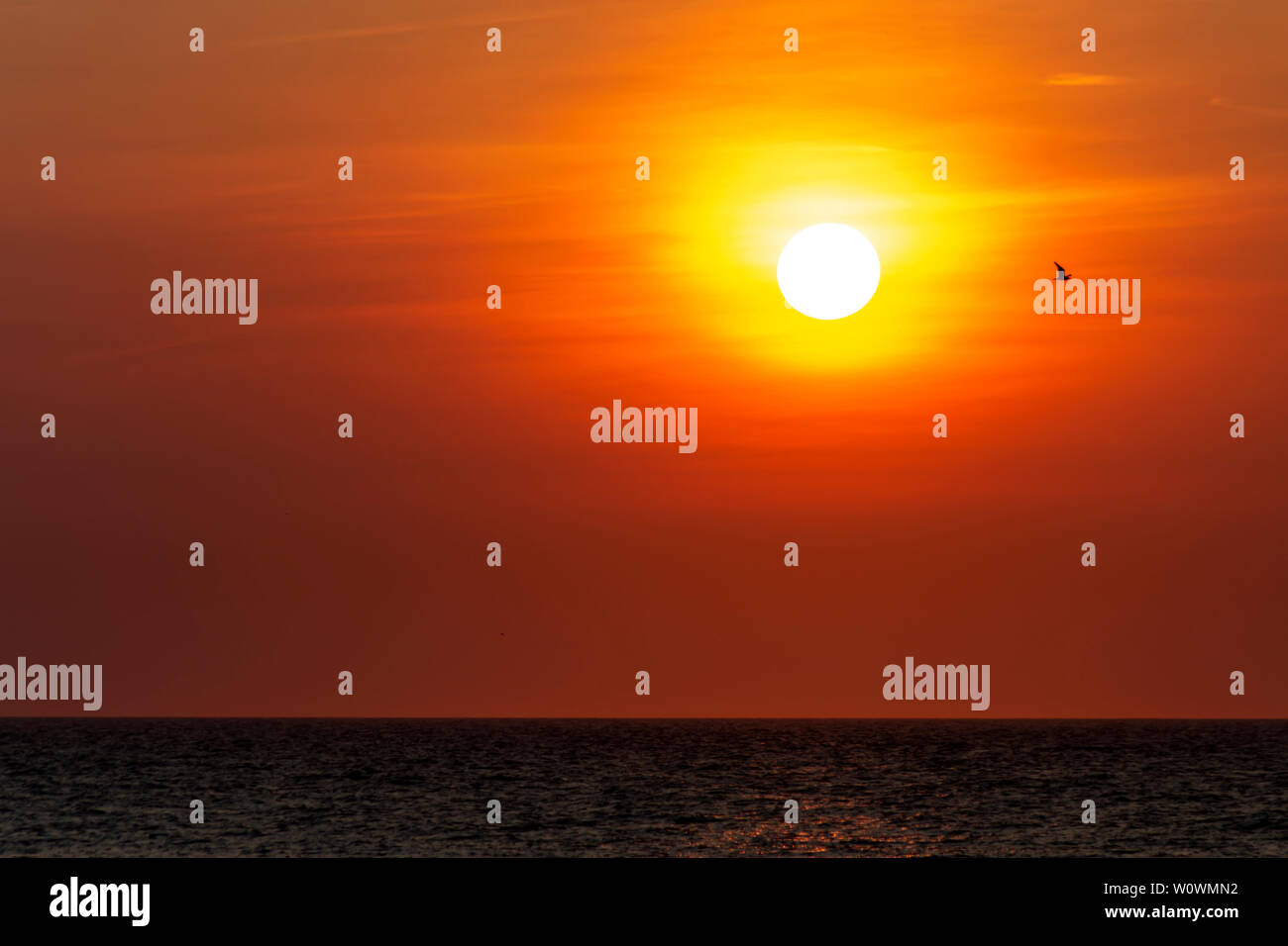 Red sun over horizon bird hi-res stock photography and images - Alamy