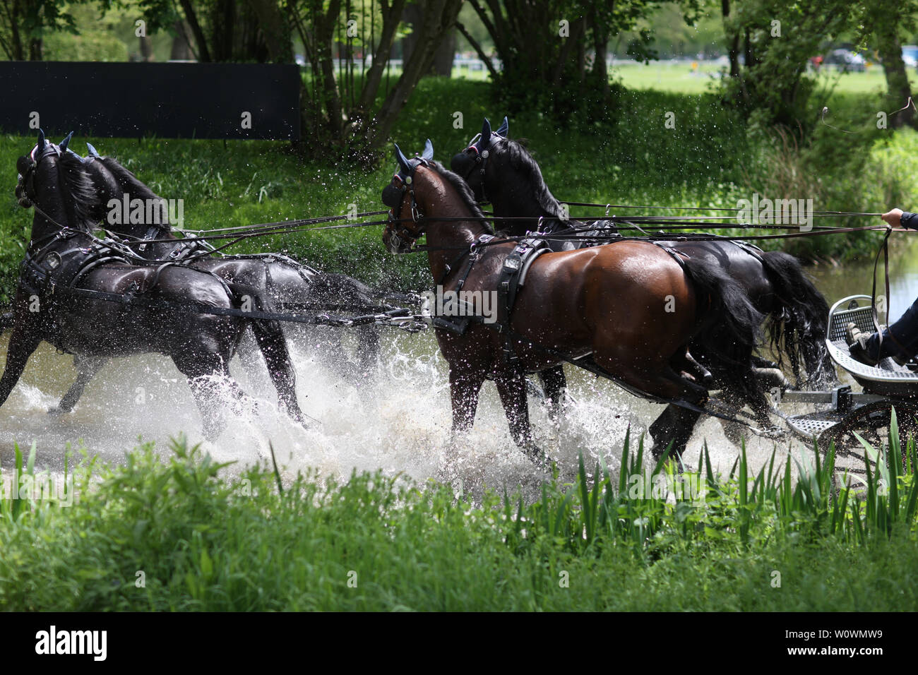 Horse team to the royal race in England Stock Photo - Alamy