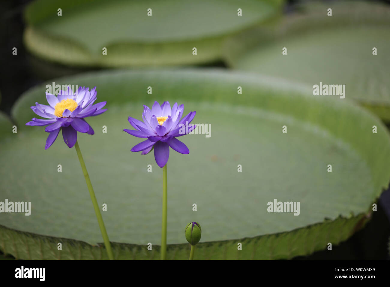 Rare species of blue water lilies Stock Photo - Alamy
