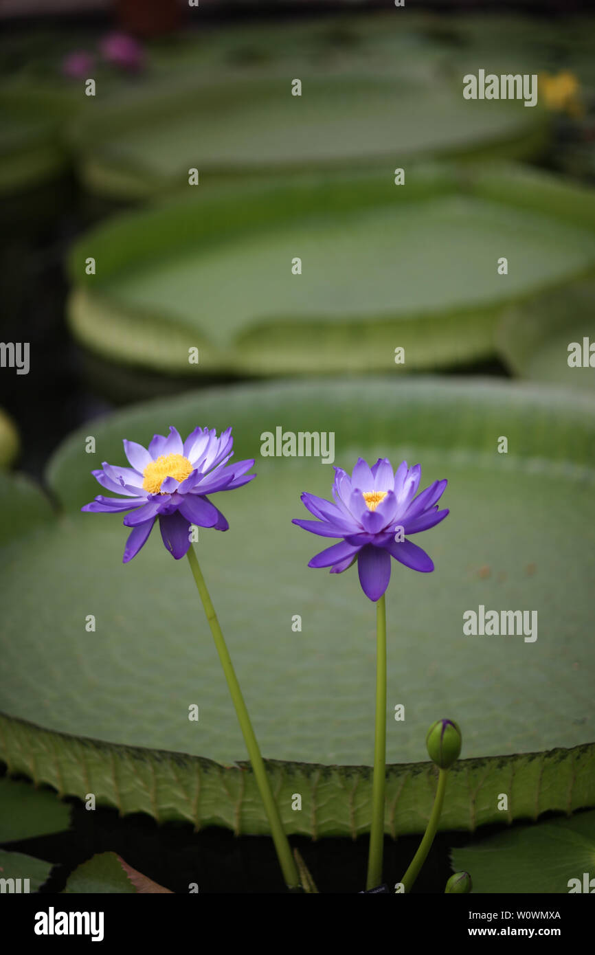 Rare species of blue water lilies Stock Photo - Alamy