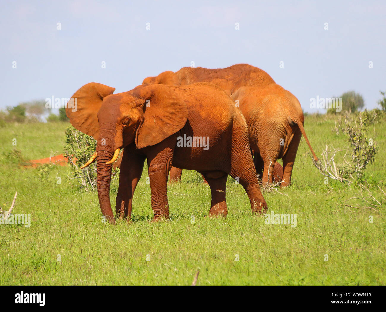 East african landscape hi-res stock photography and images - Alamy