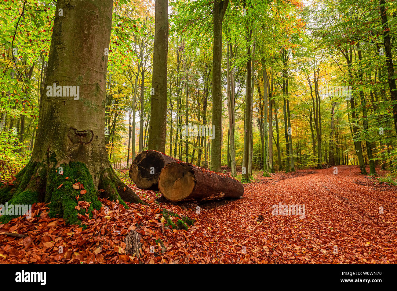 Beautiful gold path in green forest, Poland Stock Photo - Alamy