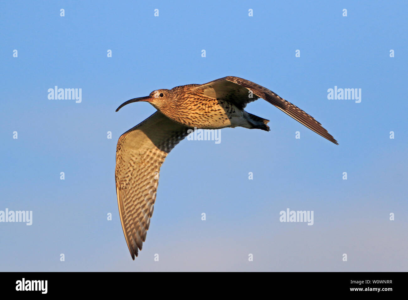 Eurasian Curlew in flight on North Ronaldsay Orkney Scotland Stock ...