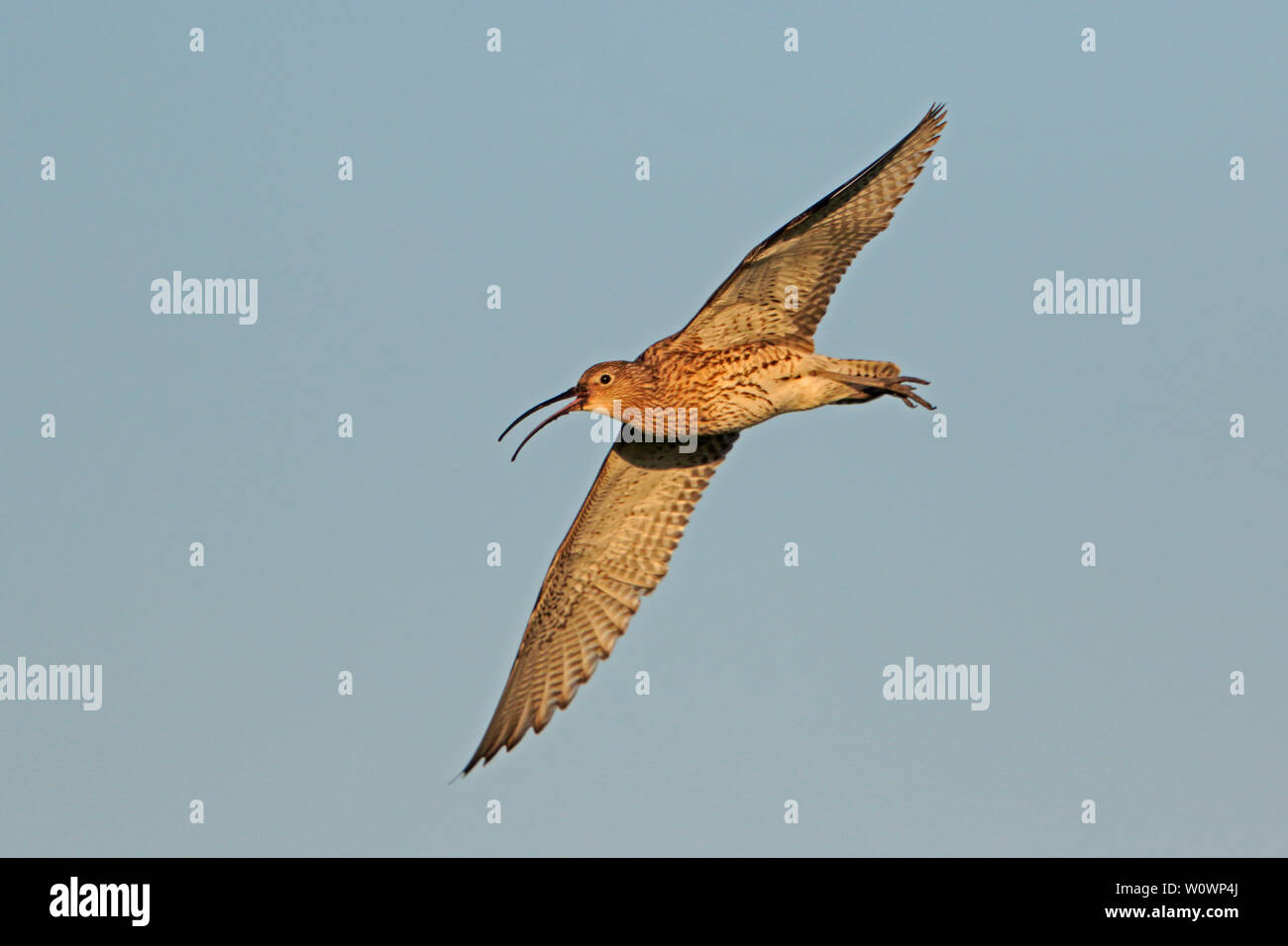 Curlew flying hi-res stock photography and images - Alamy