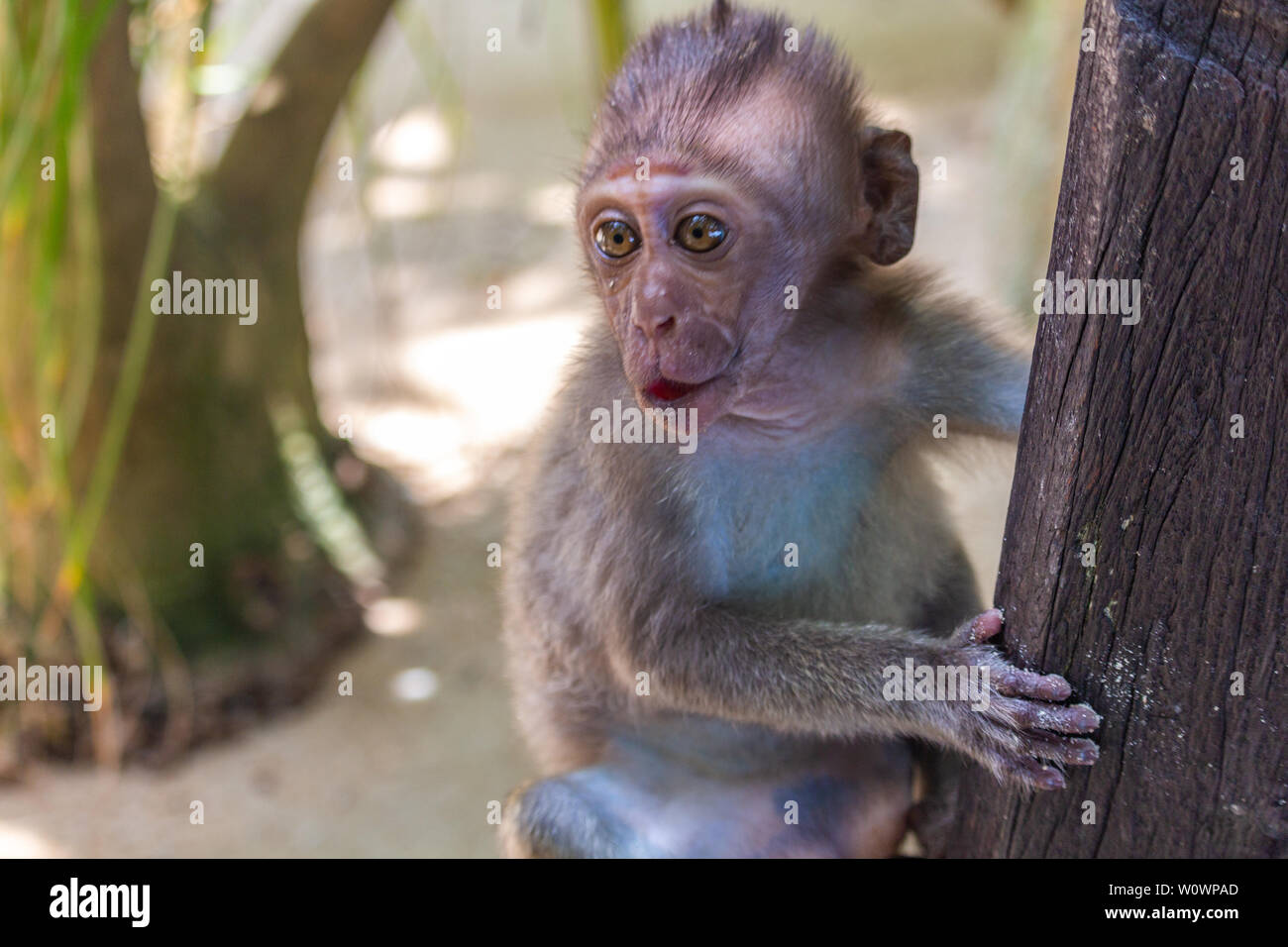 Baby monkey climbing hi-res stock photography and images - Alamy