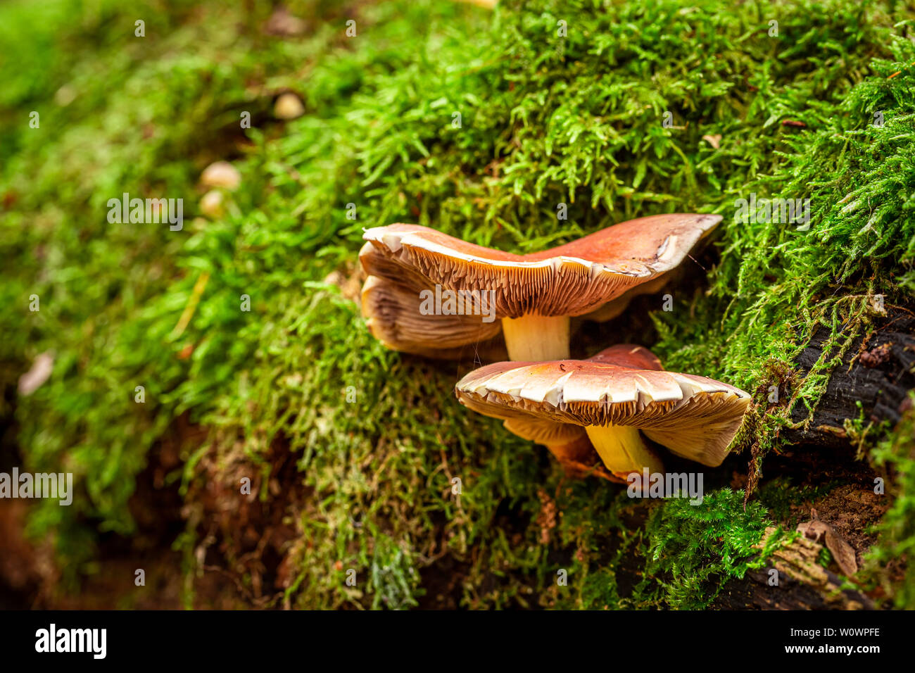 Colorful wild mushrooms growing on green moss in forest Stock Photo - Alamy