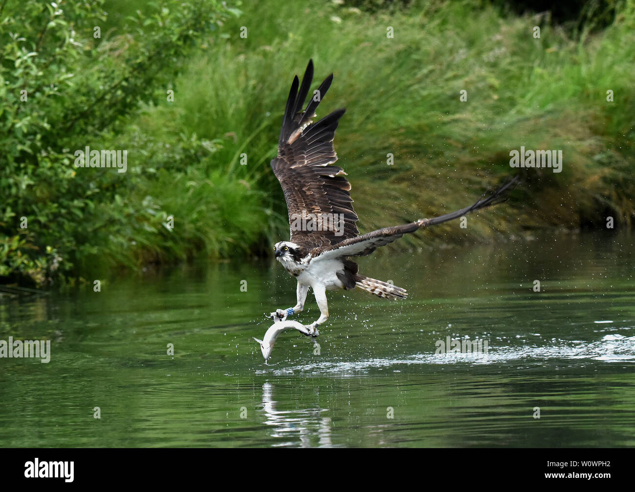 Osprey diving for trout Stock Photo - Alamy