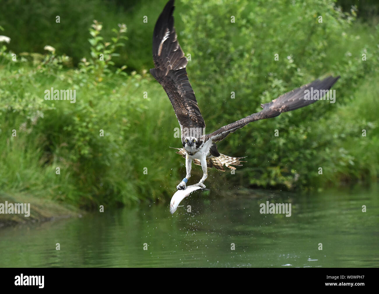Osprey diving hi-res stock photography and images - Alamy