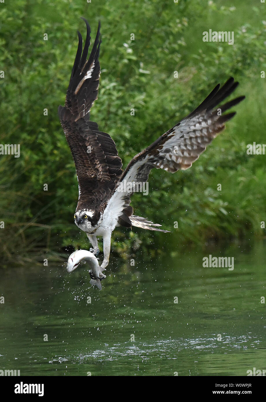 Catching carp hi-res stock photography and images - Alamy