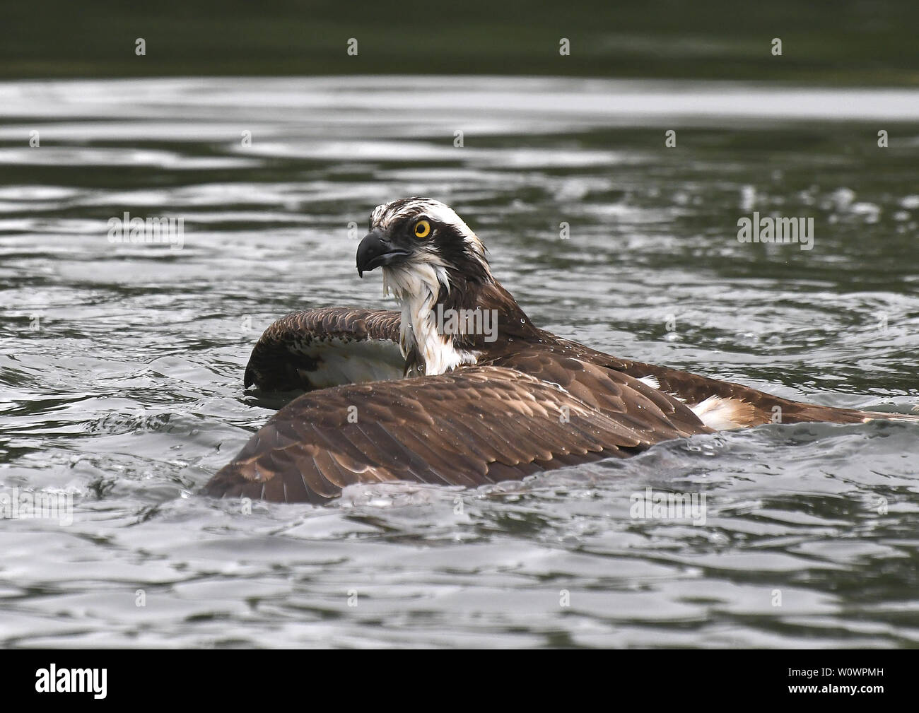 Osprey diving for trout Stock Photo - Alamy