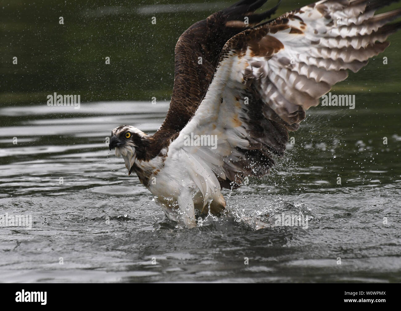 Osprey diving hi-res stock photography and images - Alamy