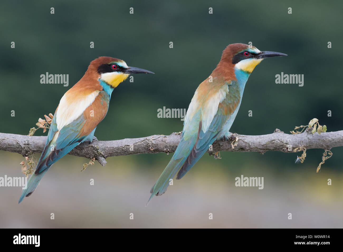 A beautiful couple of European bee eaters (Merops apiaster Stock Photo ...
