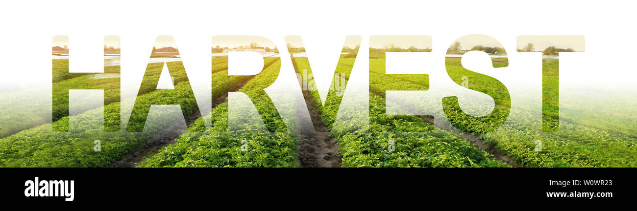 The word harvest on the background of a potato plantation. Yearly ...