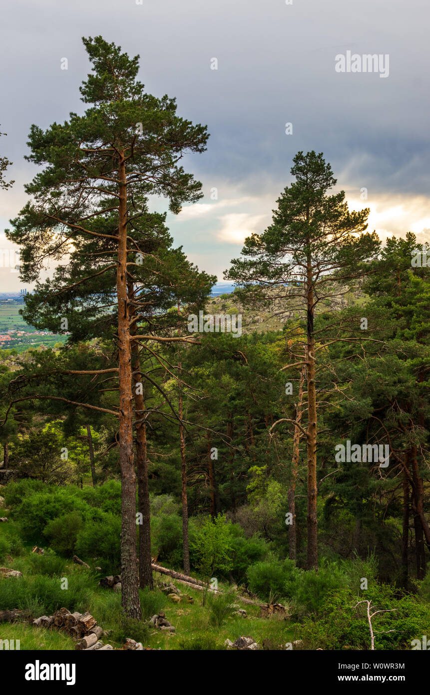 Forest of pine trees in spring Stock Photo - Alamy