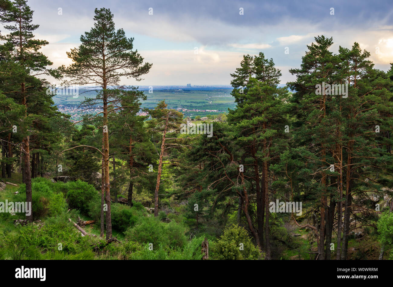 Forest of pine trees in spring Stock Photo - Alamy