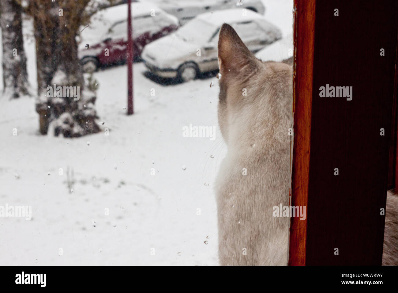 Cat snow window hi-res stock photography and images - Alamy