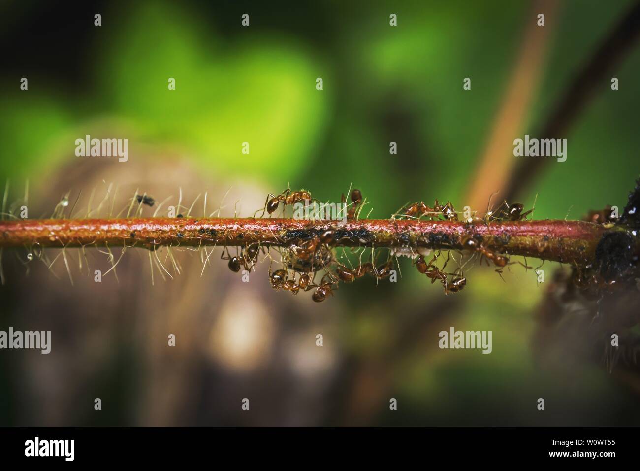 Gaster ants hi-res stock photography and images - Alamy
