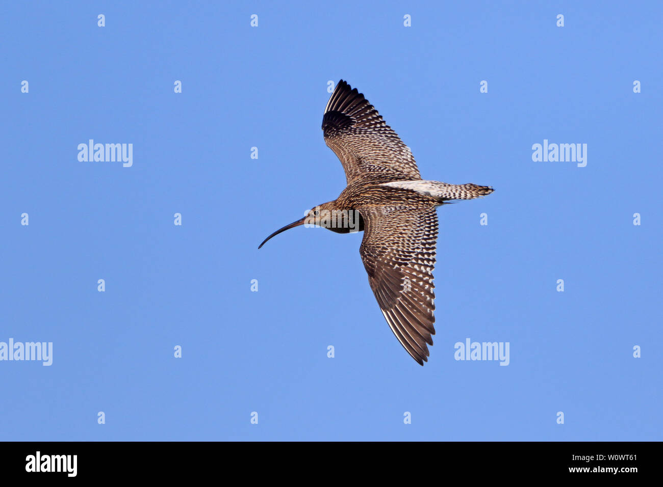 Eurasian Curlew in flight on North Ronaldsay Orkney Scotland Stock ...