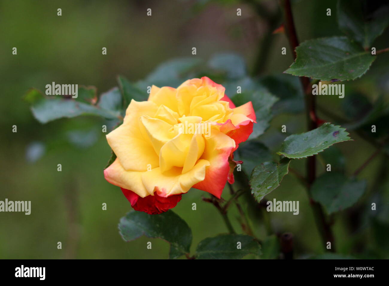 Bicolor fully open blooming garden rose with bright yellow and red ...