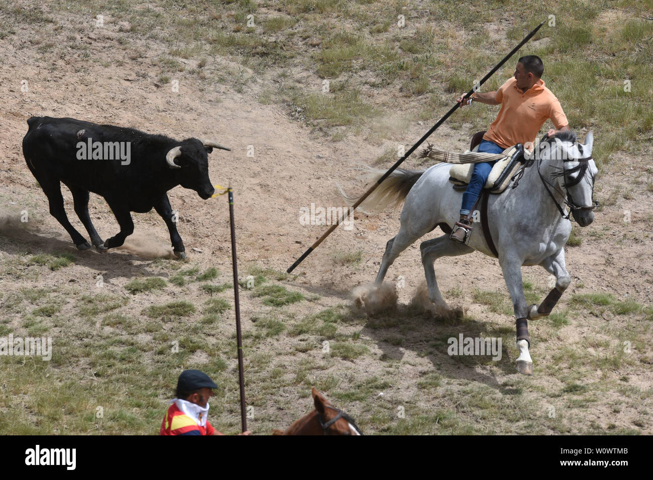Horses Fighting Bulls
