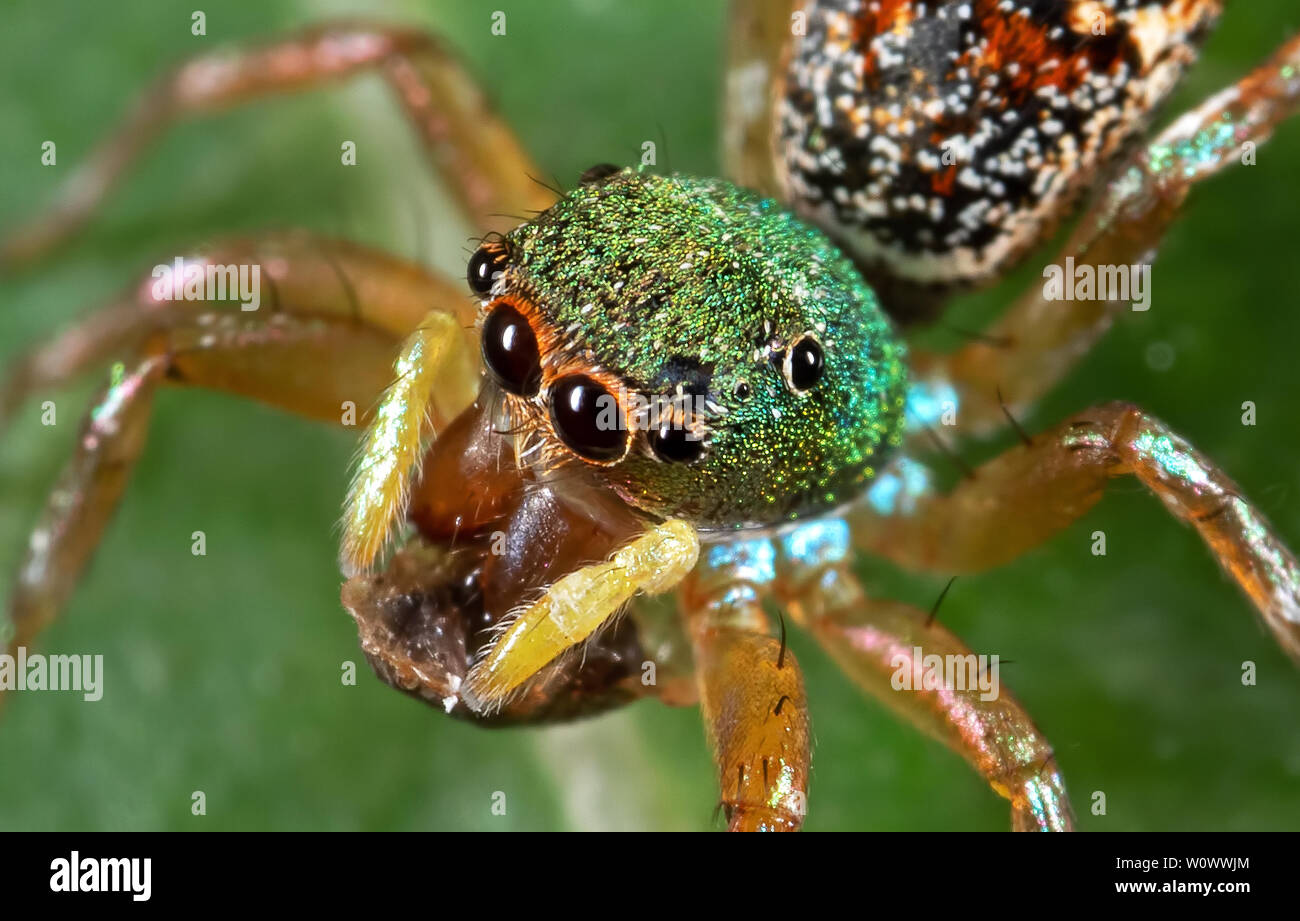Macro Photography of Colorful Jumping Spider on Green Leaf Stock Photo ...