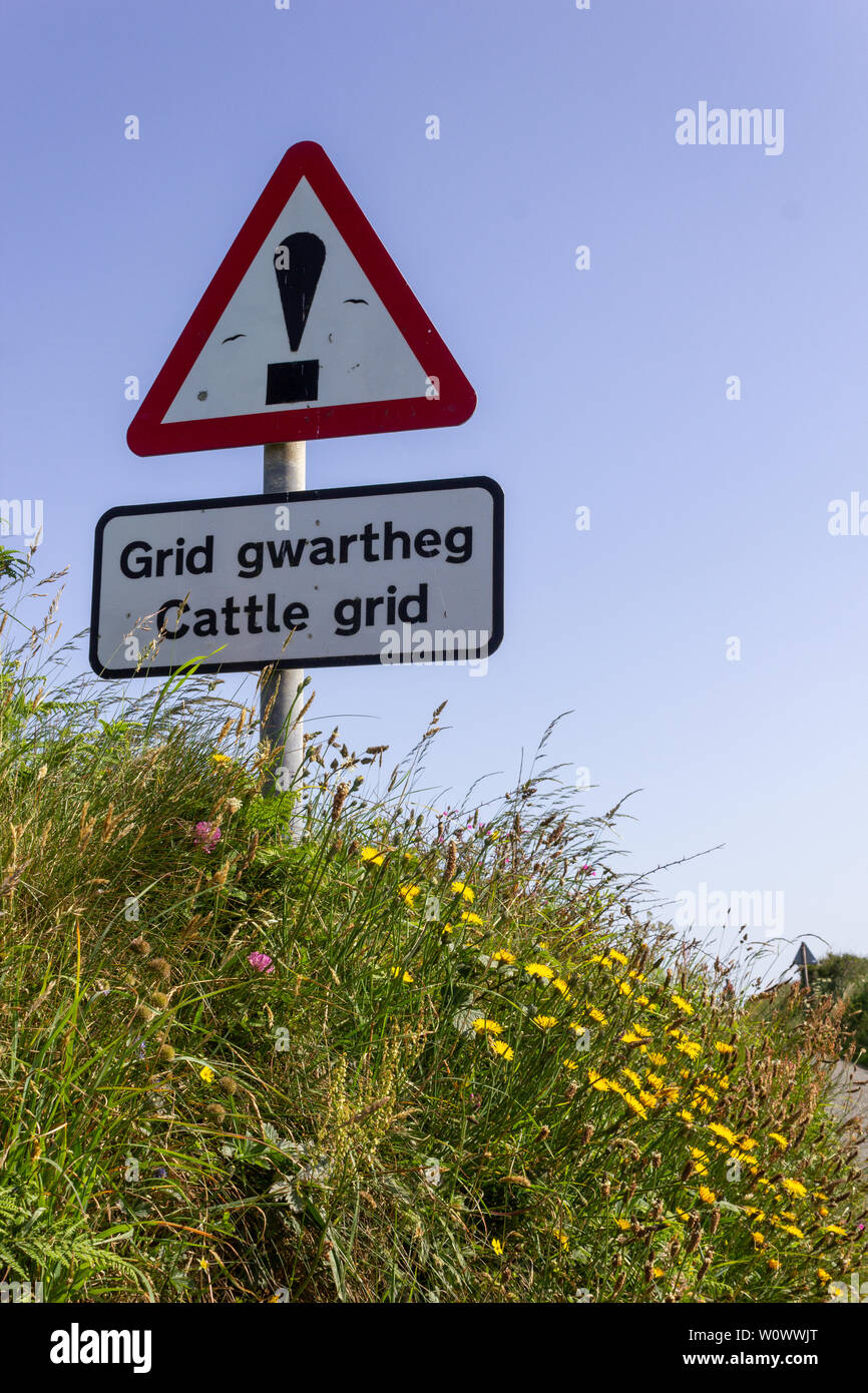 A bilingual Welsh and English road sign warning of an upcoming cattle ...