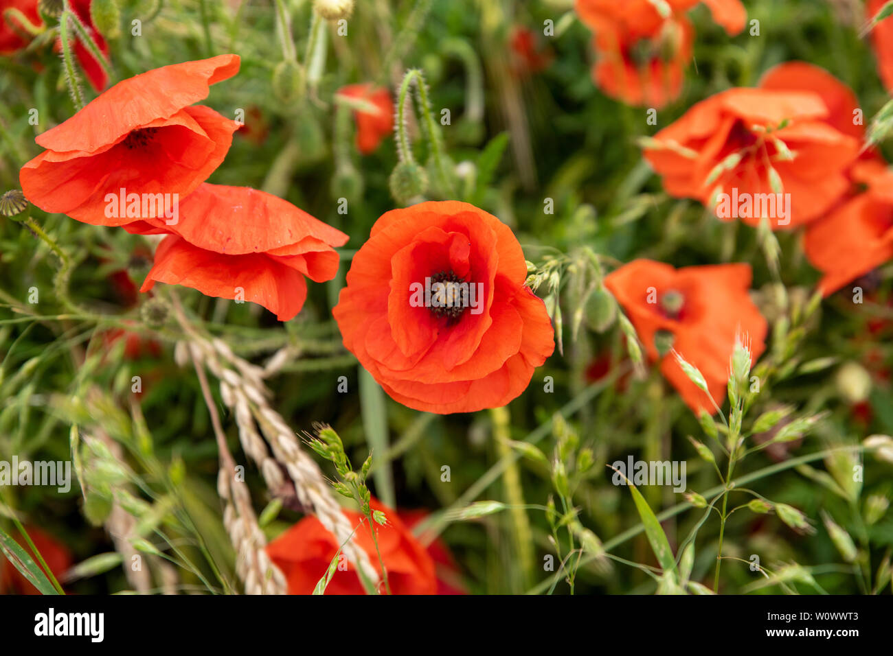 Beautiful Red Poppies in wild grass meadow on a sunny summers day. The ...