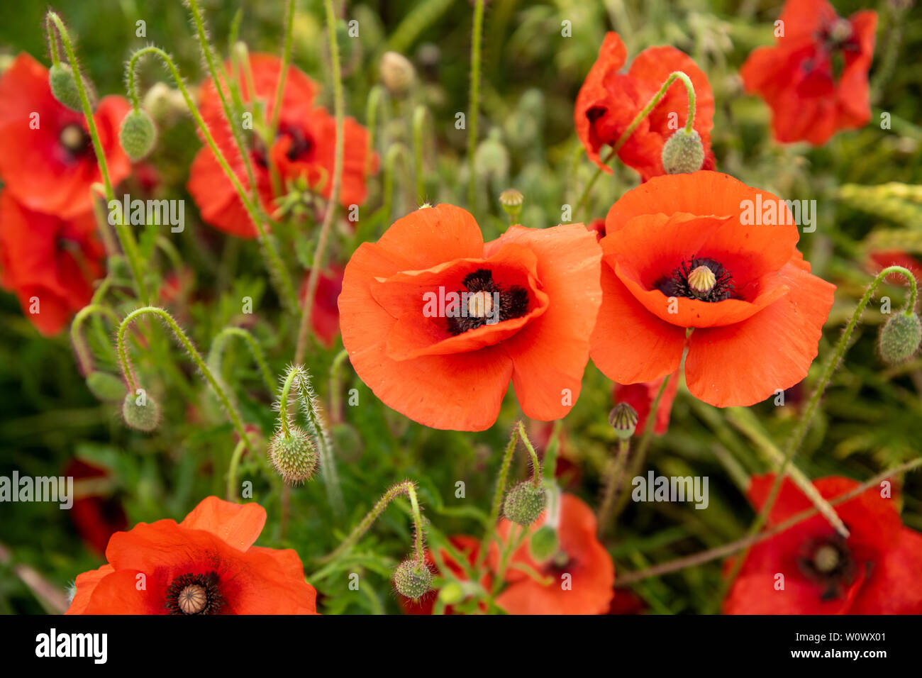 Beautiful Red Poppies in wild grass meadow on a sunny summers day. The ...