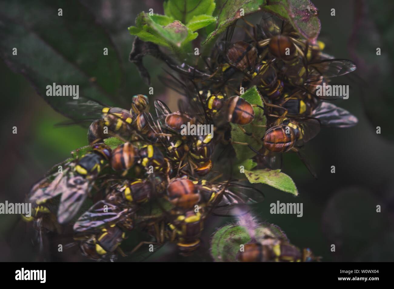 Holy basil insects hi-res stock photography and images - Alamy