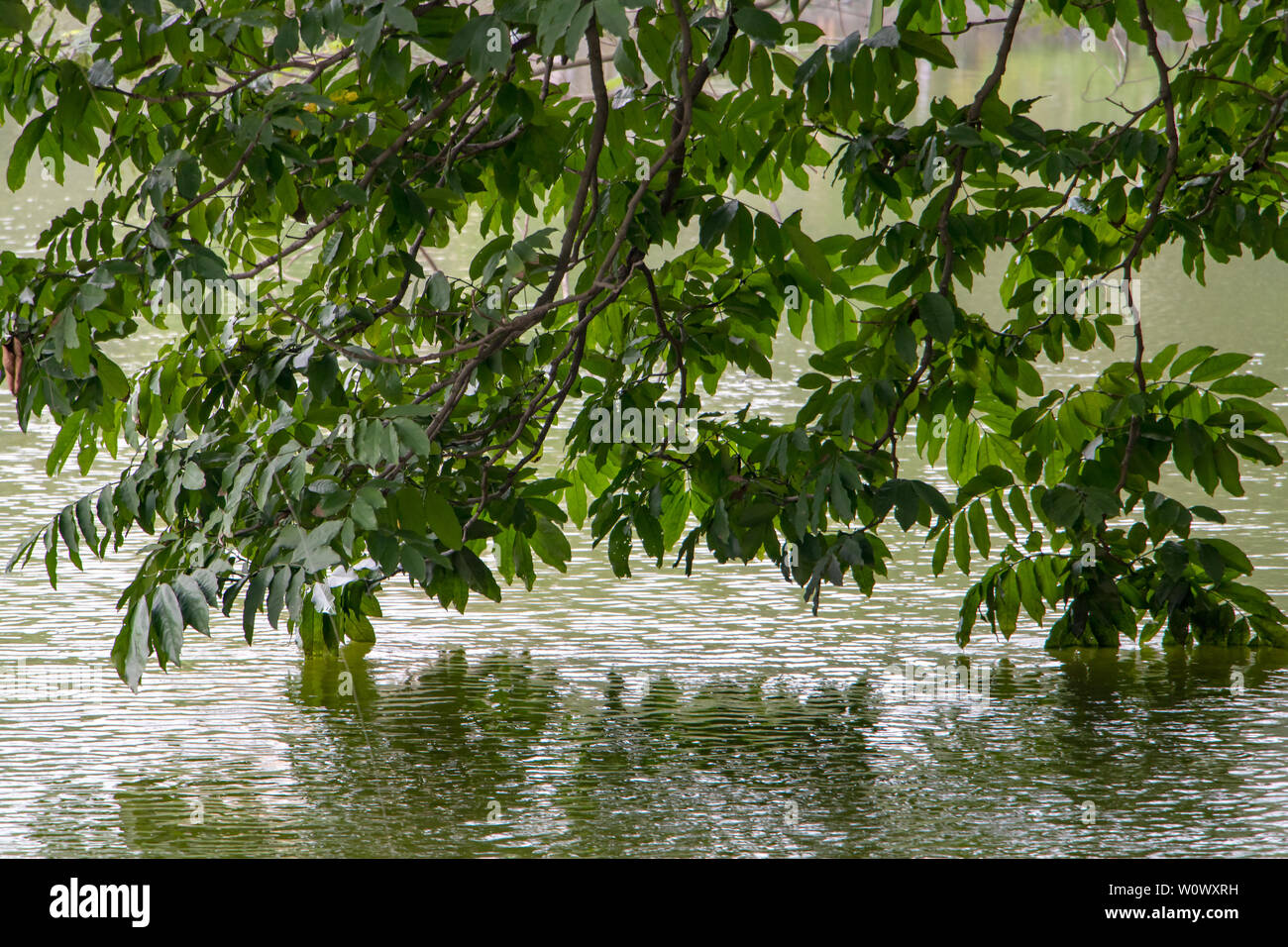 A green leaves on branches hanging over water surface Stock Photo - Alamy