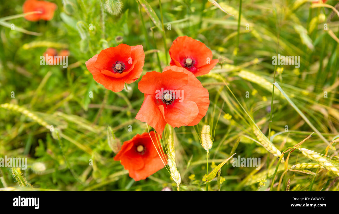 Beautiful Red Poppies in wild grass meadow on a sunny summers day. The ...