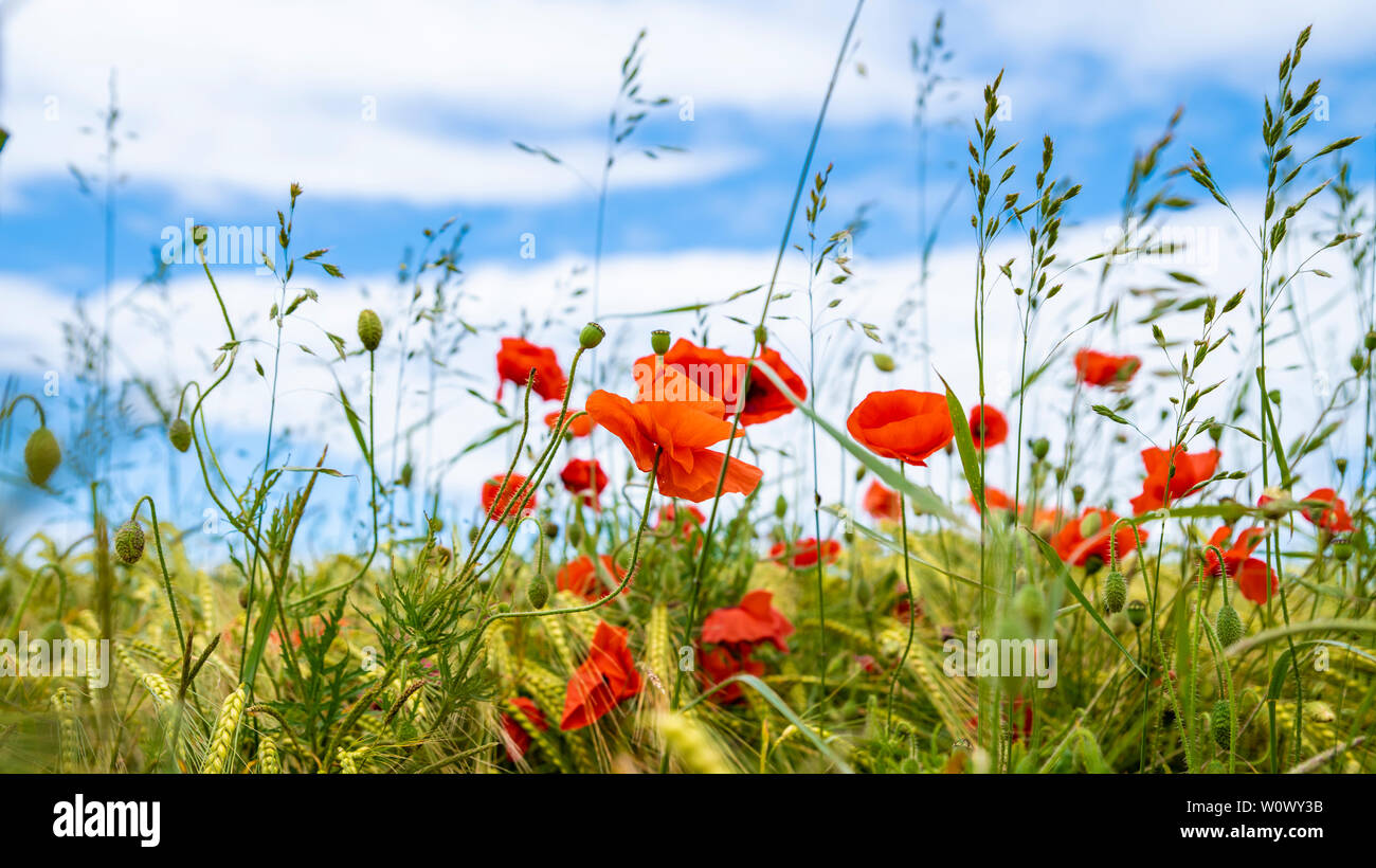Beautiful Red Poppies in wild grass meadow on a sunny summers day. The ...