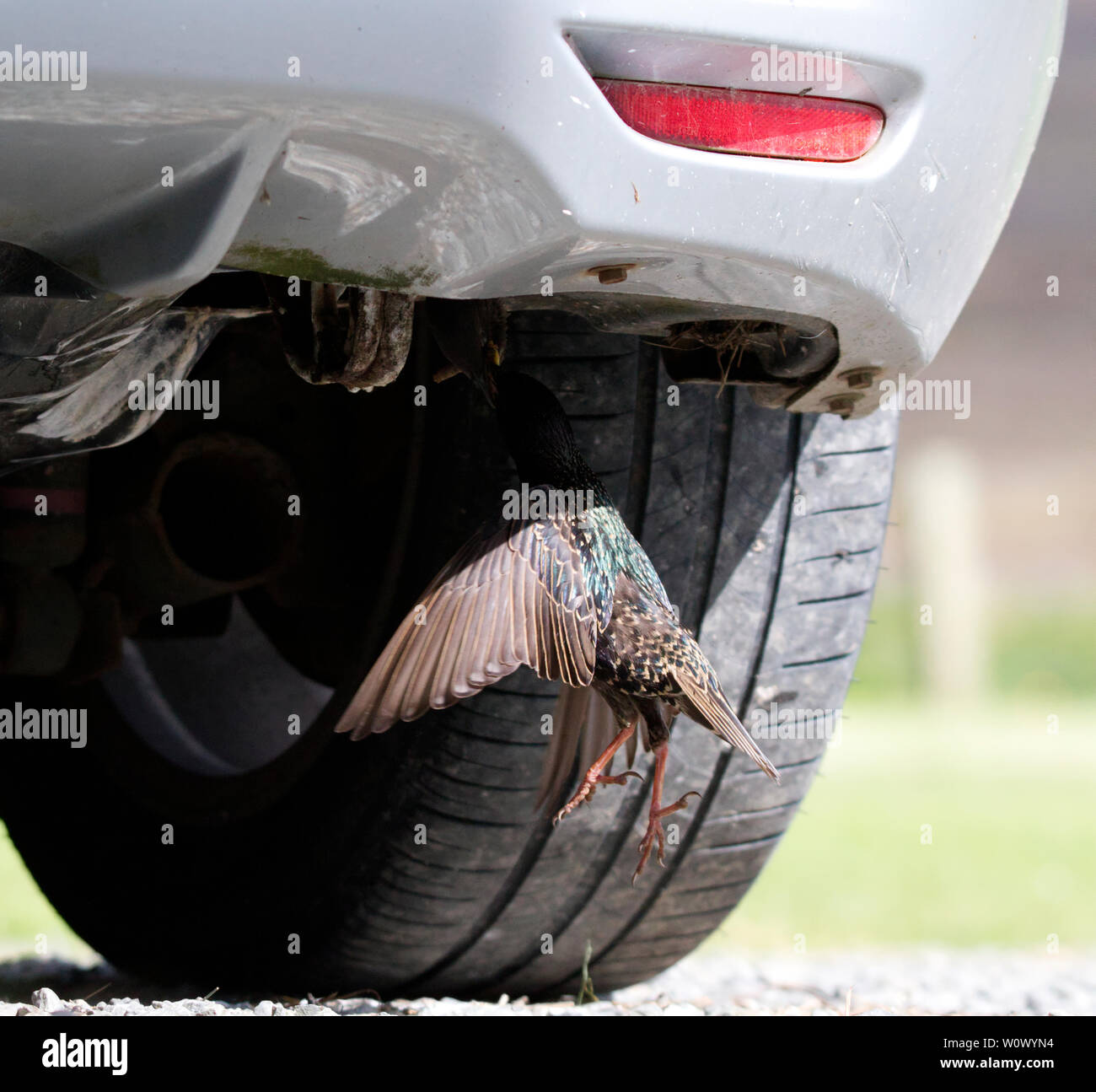 Starling feeding chicks in underside of car Stock Photo - Alamy