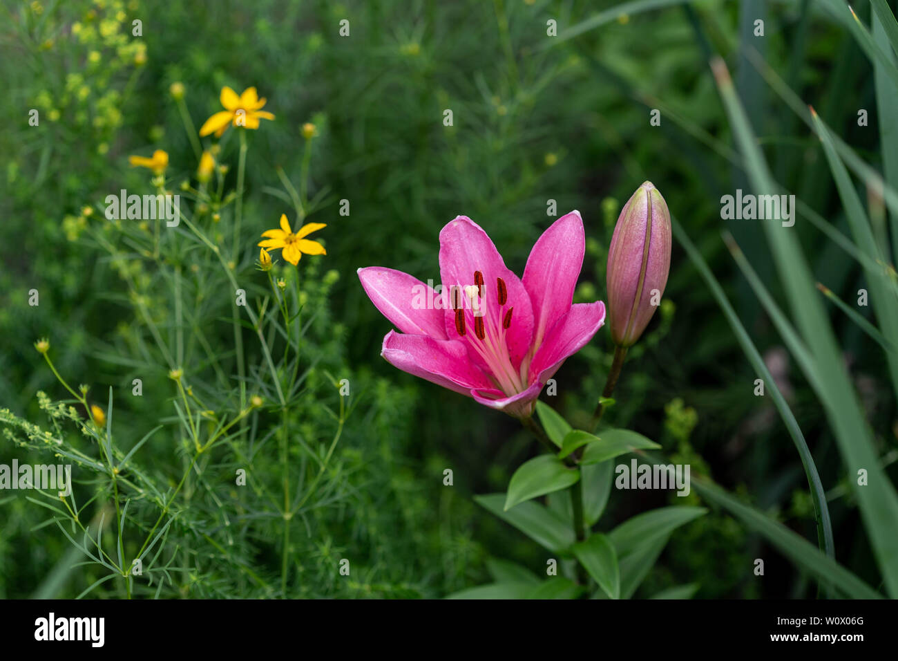 First plant to bloom hi-res stock photography and images - Alamy