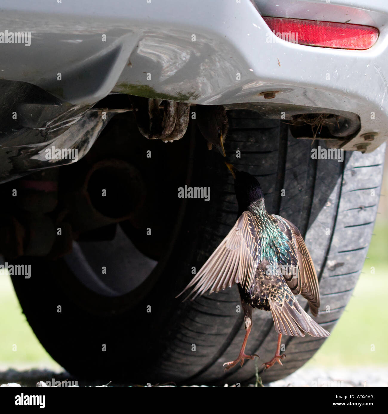 Starling feeding chicks in underside of car Stock Photo - Alamy