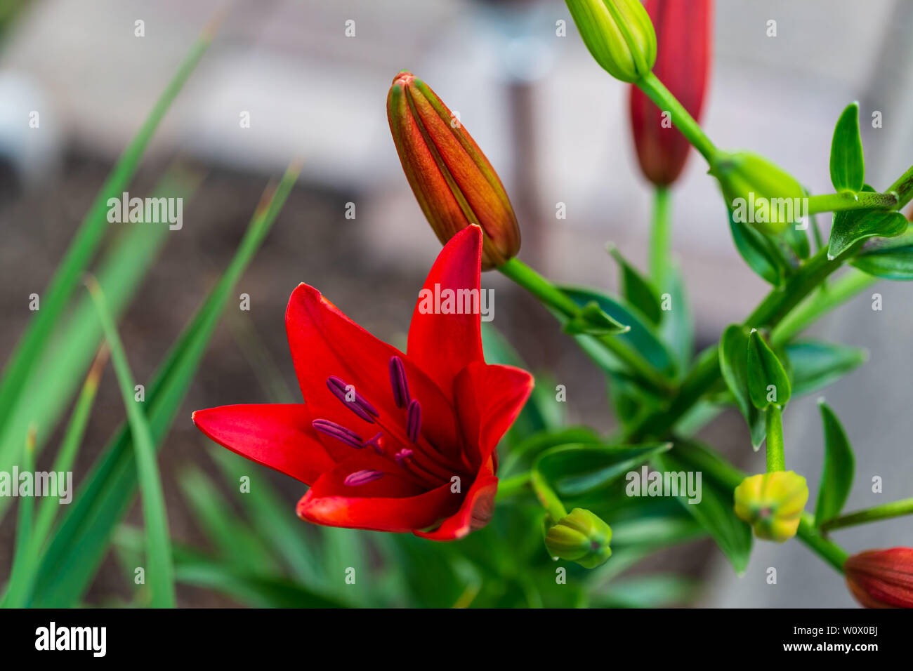 Flower vibrant hi-res stock photography and images - Alamy