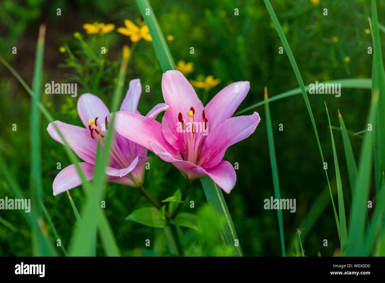 North flower hi-res stock photography and images - Alamy