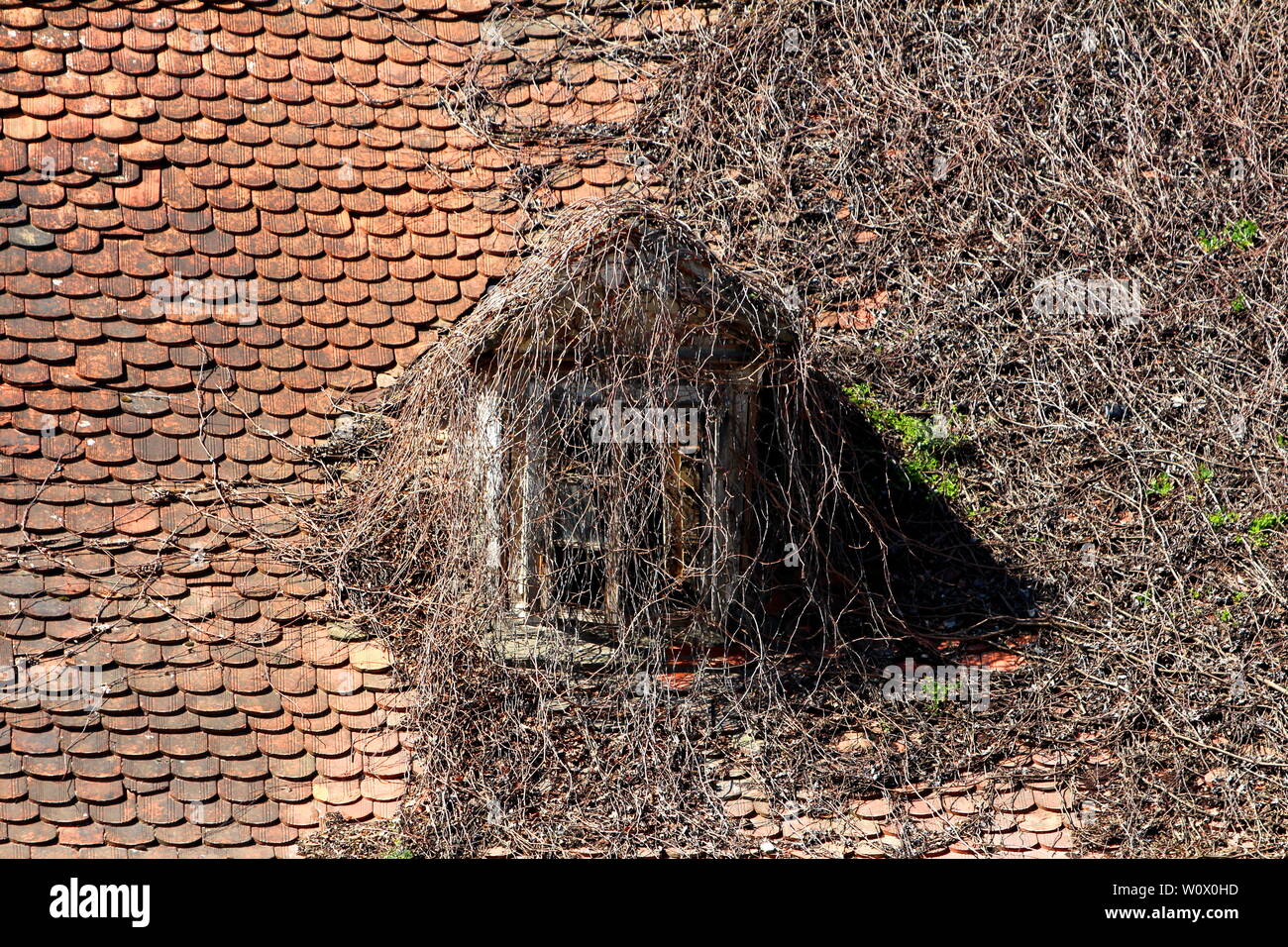 Creepy crawler hi-res stock photography and images - Alamy