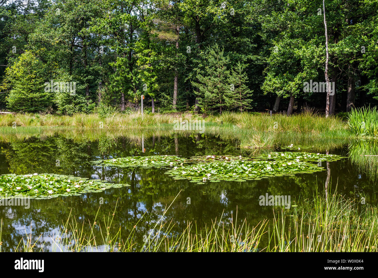 A beautiful little forest fen surrounded with trees near National park ...