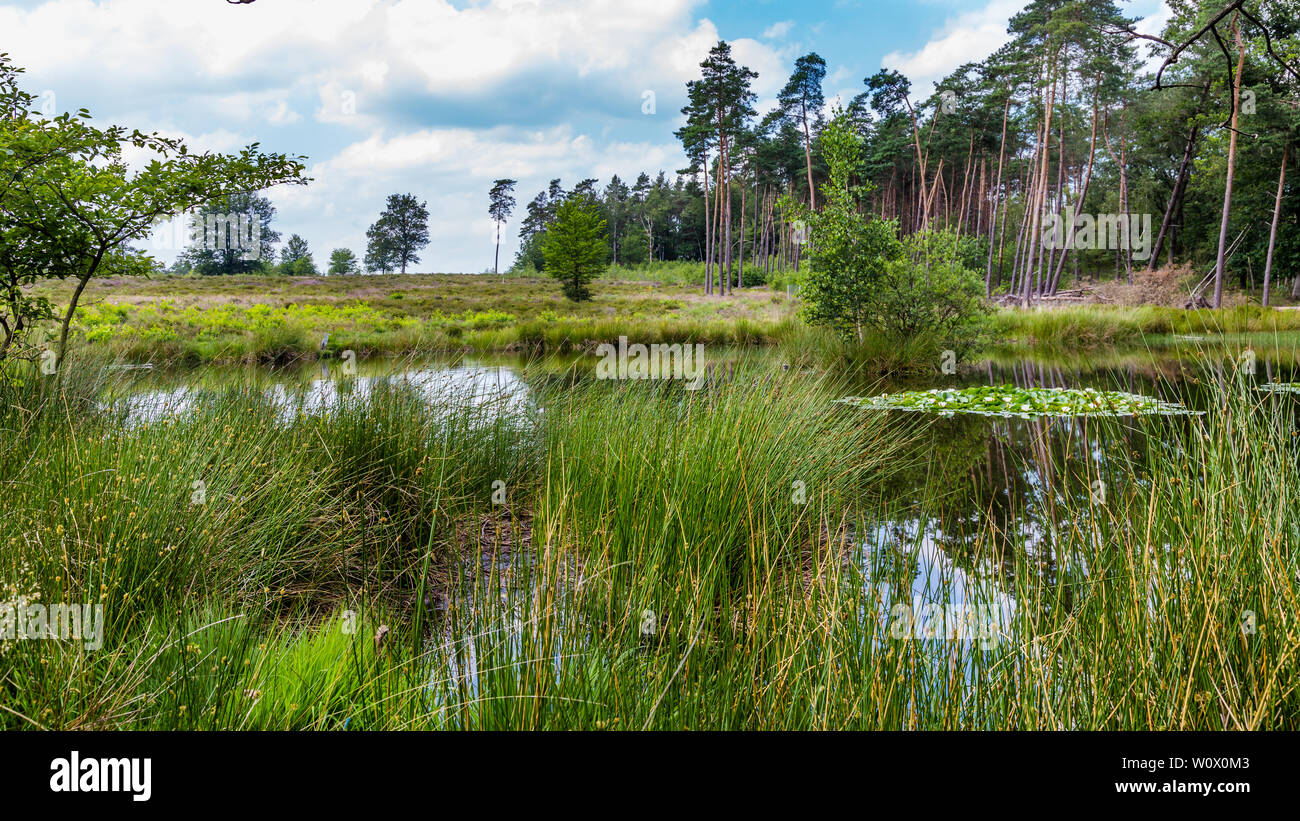 A beautiful little forest fen surrounded with trees near National park ...