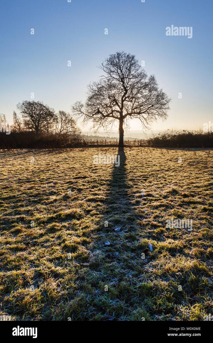 Long shadow cast by tree during winter sunrise Stock Photo - Alamy