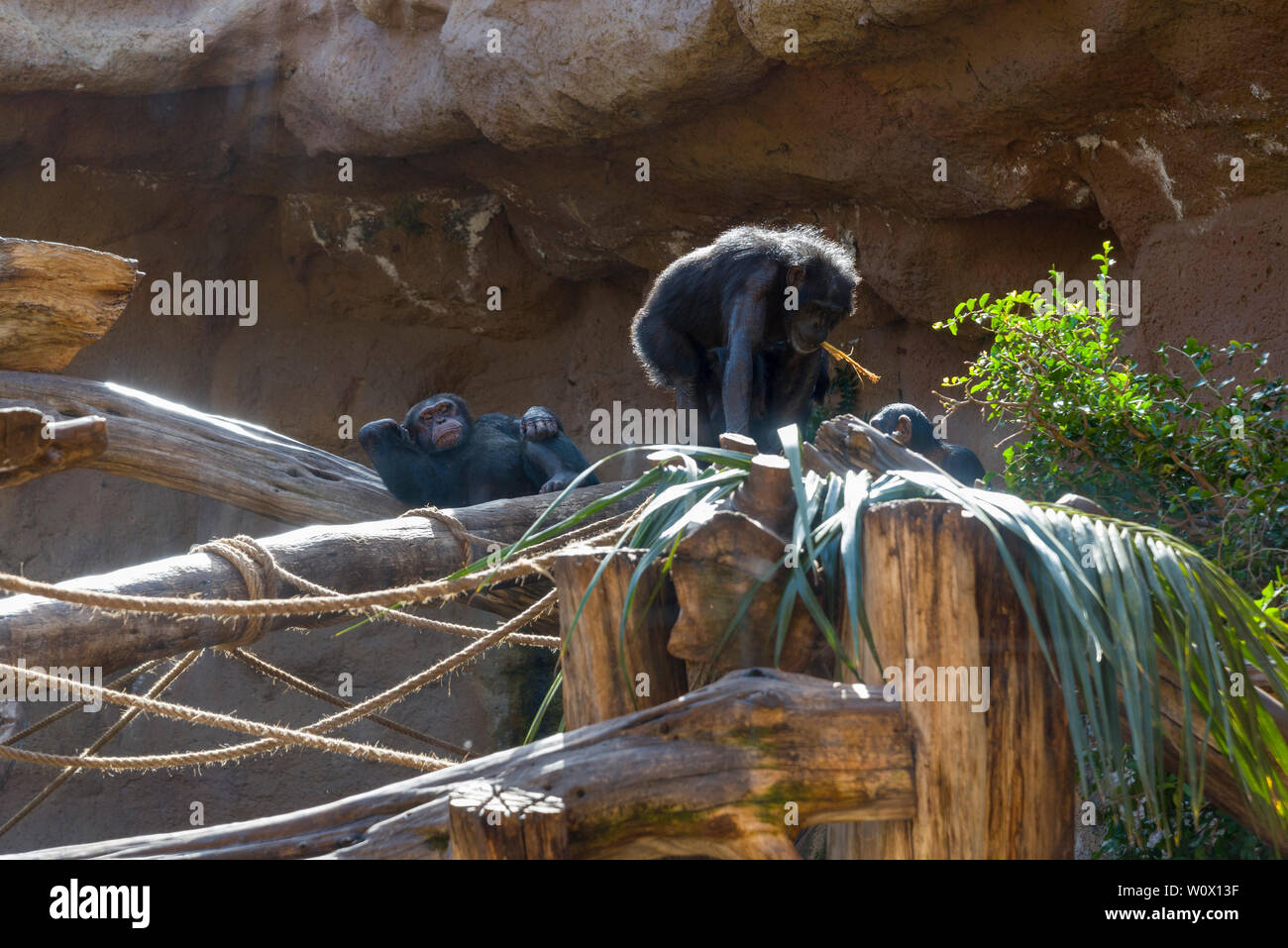 Common chimpanzee rest in tree hi-res stock photography and images - Alamy