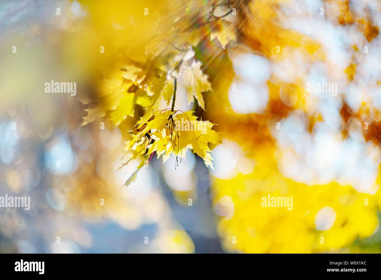 Yellow autumn colors of foliage. Branch with yellow leaves on a blurred ...