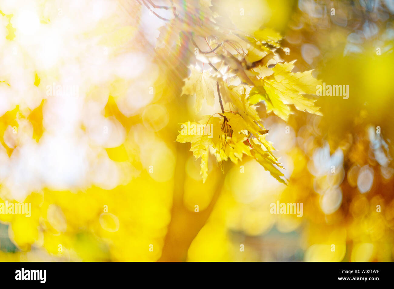 Yellow autumn colors of foliage. Branch with yellow leaves on a blurred ...