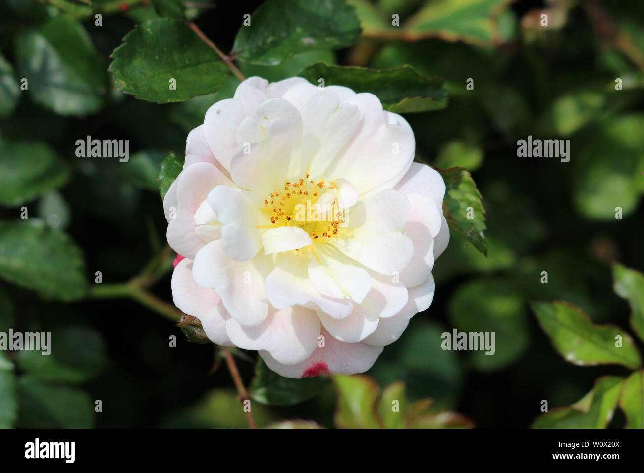 Layered rose hi-res stock photography and images - Alamy
